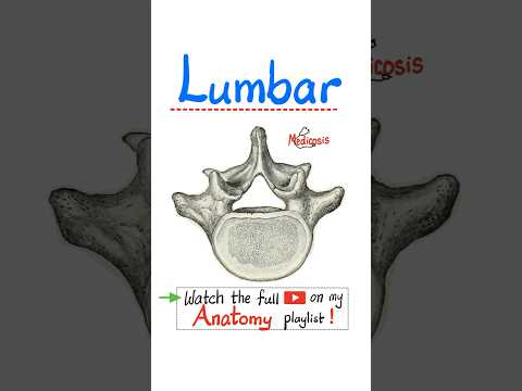 Anatomy of the Lumbar Spine (Vertebral Column).#surgery #anatomy #physiology #chiropractor #backpain