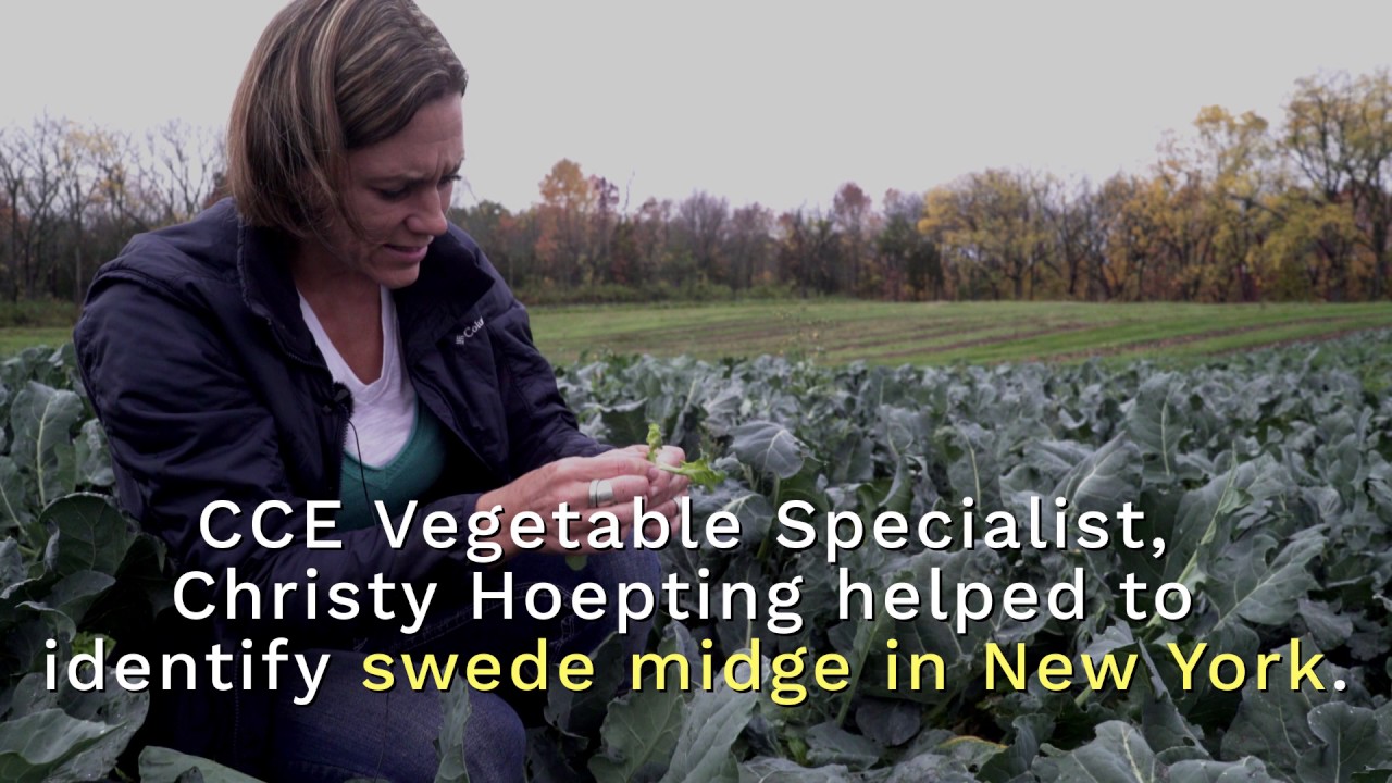 Better Know a Pest: Swede Midge