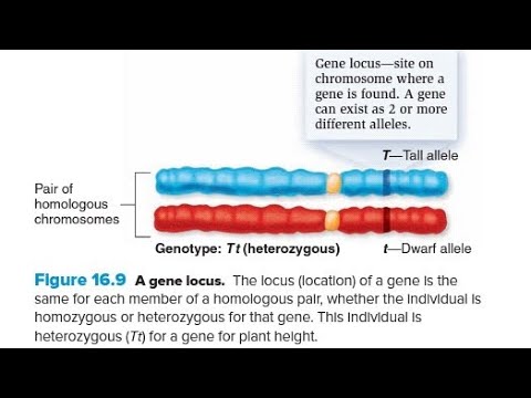 The Gene and Alleles in Hindi