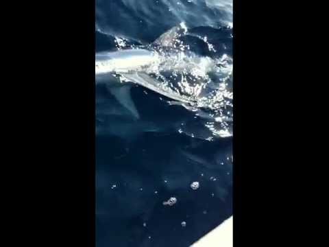 TIBURON TINTORERA PESCA Y SUELTA