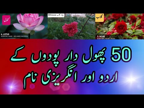 Flowering Plants Urdu English |50 Beautiful Flowers Names in English and Urdu with Identification