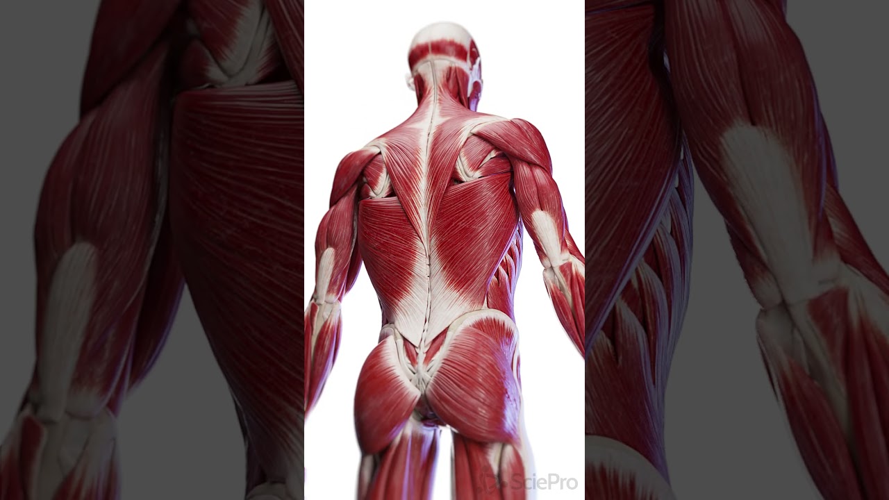 💪 The Layers of Back Muscles: Your Body’s Support System 💪 #anatomy