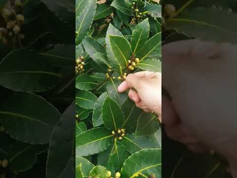 Bay leaf from garden 🍃 #nature #shortsvideo #viral