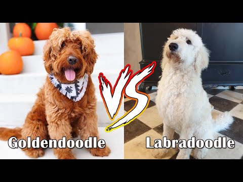 Goldendoodle VS Labradoodle | Labradoodle VS Goldendoodle