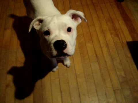 My Little Pup Lola!