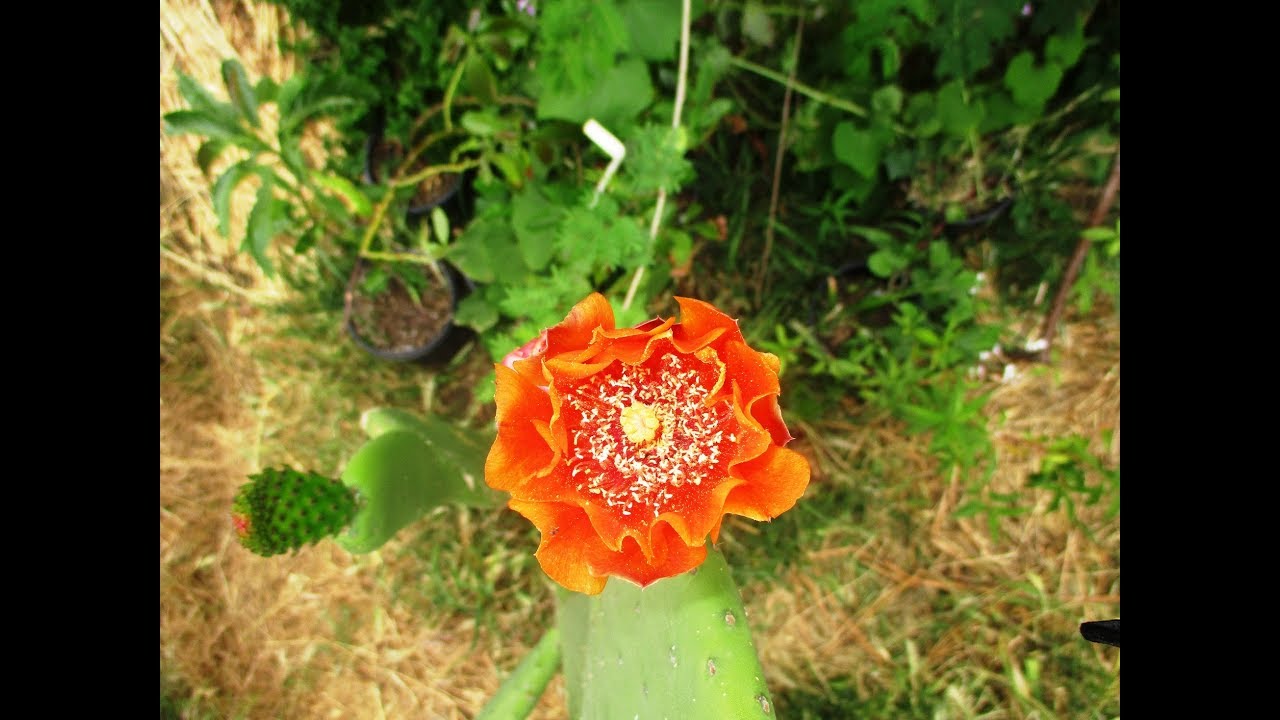 NOPAL CON FLOR NARANJA YA EMPEZO A FLOREAR EN MACETERO
