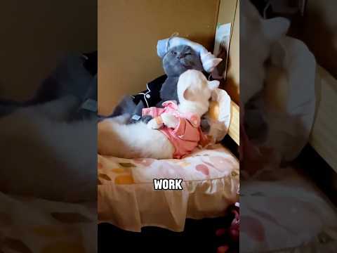 Super sweet kitten couple 💕🐱💕🐱💕#cat #couple #cute #shortvideo #love