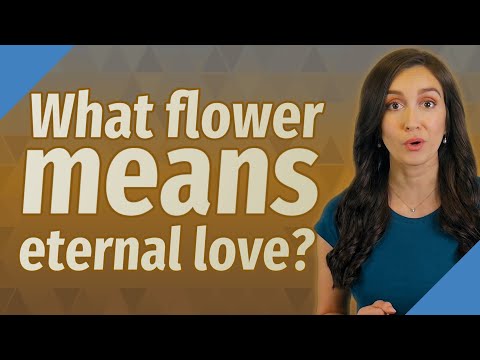 What flower means eternal love?