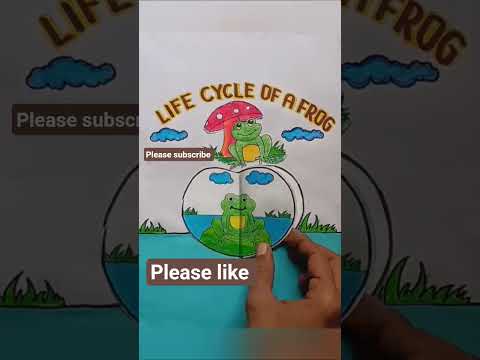 Life cycle of a frog project | frog life cycle #frogs #lifecycleoffrog #lifecycle #kidsactivities