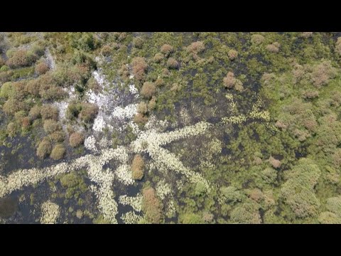Wetlands: Carbon sinks in peril • FRANCE 24 English