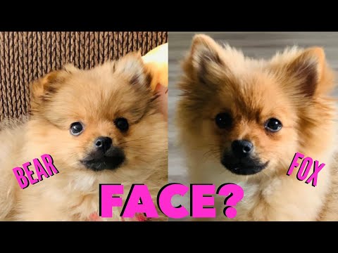 5 Distinctive Characteristics of a Pomeranian