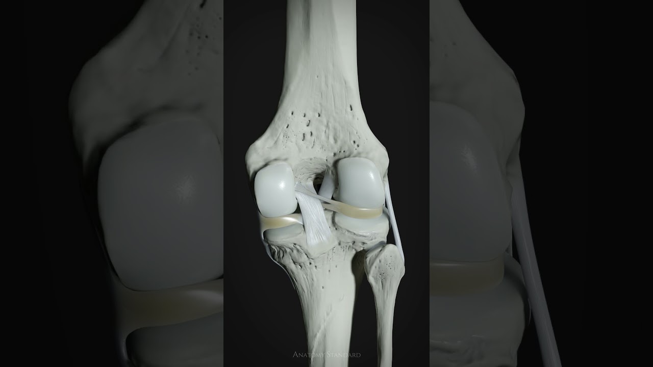 Motion of the menisci, anterior and posterior cruciate ligaments of the knee.