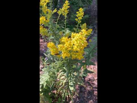 Plant Spotlight - Goldenrod