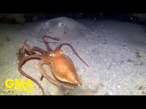 Octopus scares off stingray camouflaged in the sand l GMA