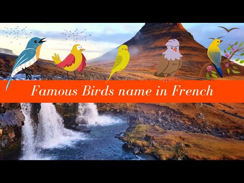 Learn Birds Names in French|French Birds Name|Oiseaux|Learn French|Birds in French|French Language