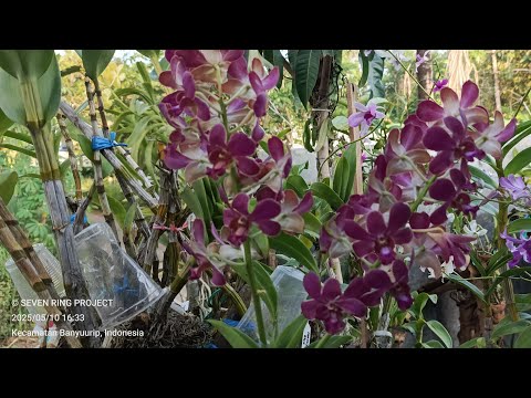 Anggrek merah dendrobium bertachong | rajin berbunga full sun full rain