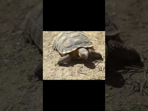 The Impressive Lifespan of Desert Tortoises: A Remarkable Journey through 80-100 Years or More | SGK
