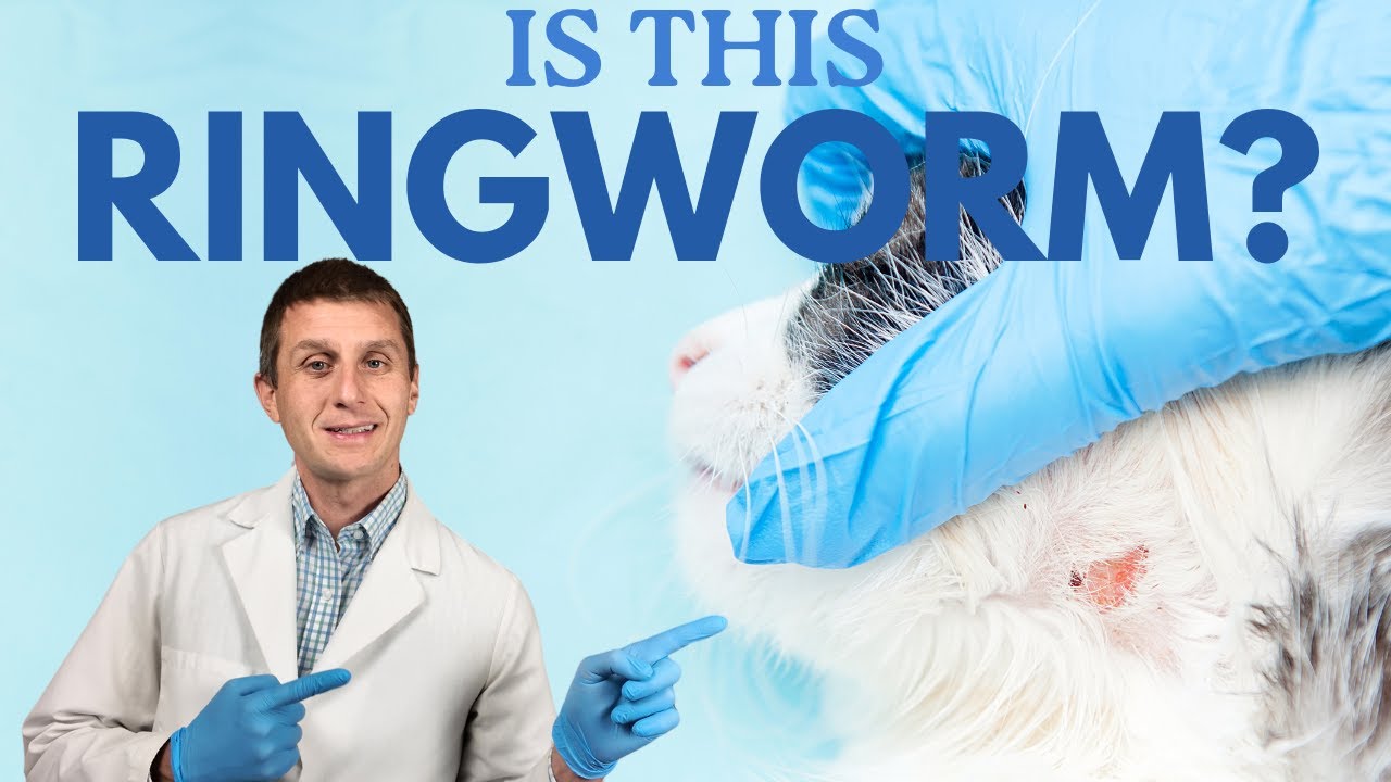 Ringworm in Cats: Everything You Need to Know