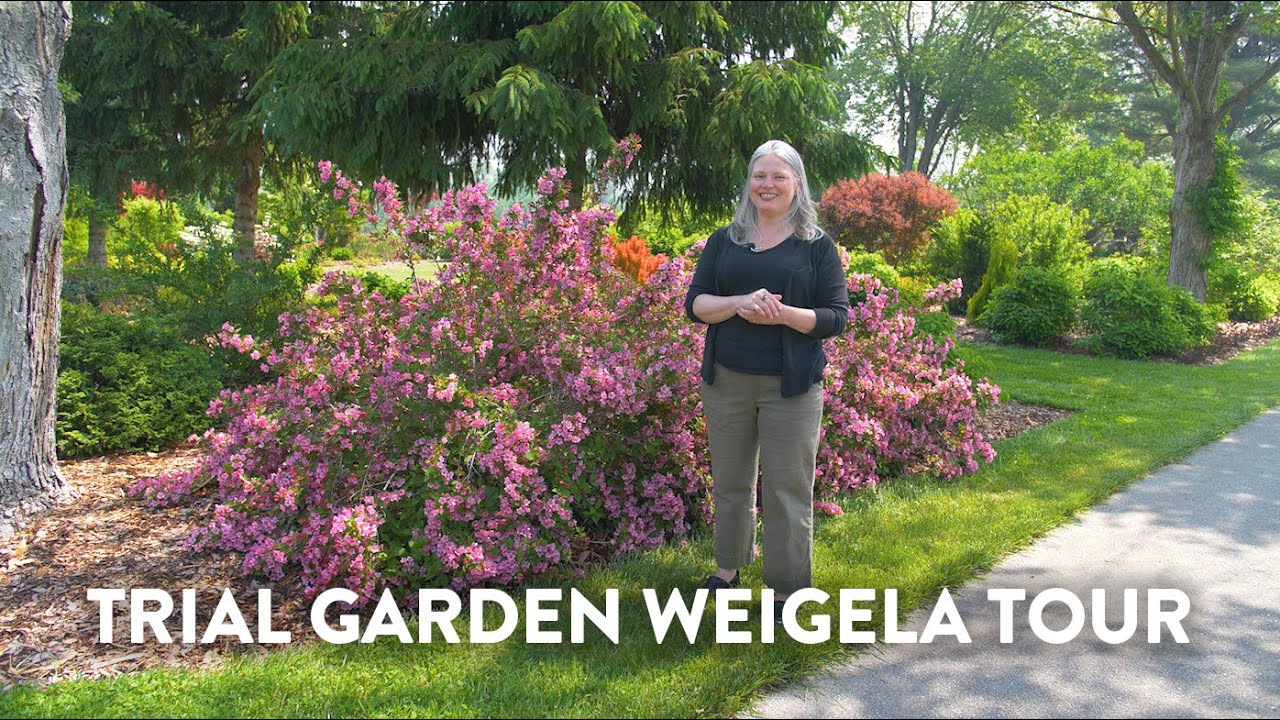 Which Weigela is Right For You?