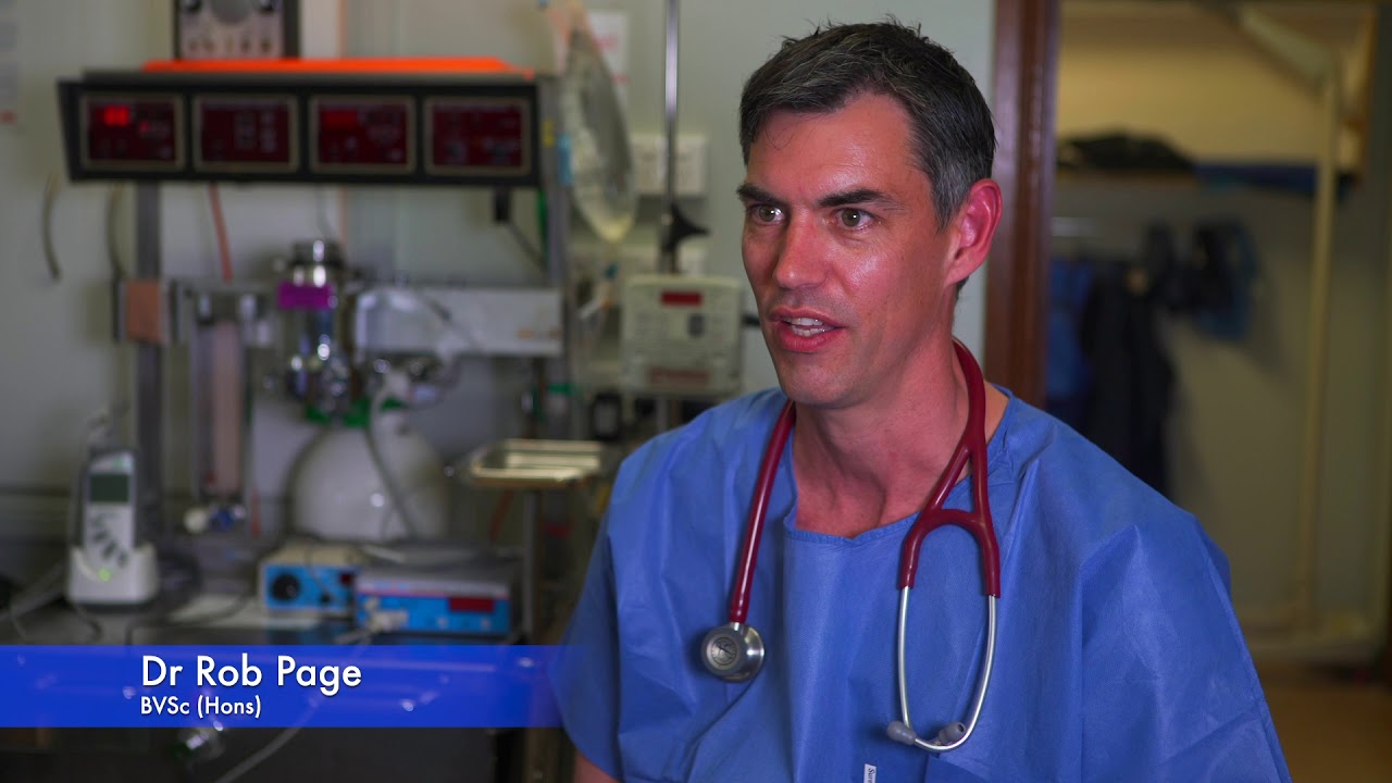 Ballarat Veterinary Practice - Small Animals Practice
