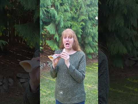 I learned how to blow a shofar!