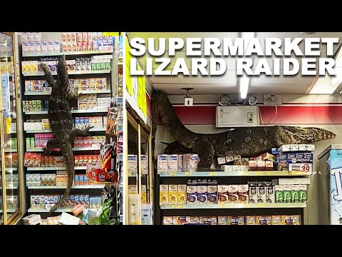 Monstrous monitor lizard invades grocery store in Thailand | The ...