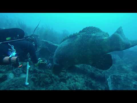 Goliath Grouper tagging along hoping for a free meal.
