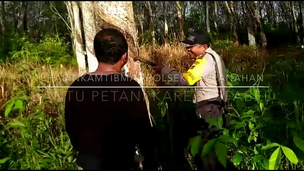 Aksi Bhabinkamtibmas Polsek Sampanahan Membantu Petani Difabel Menyadap Karet.