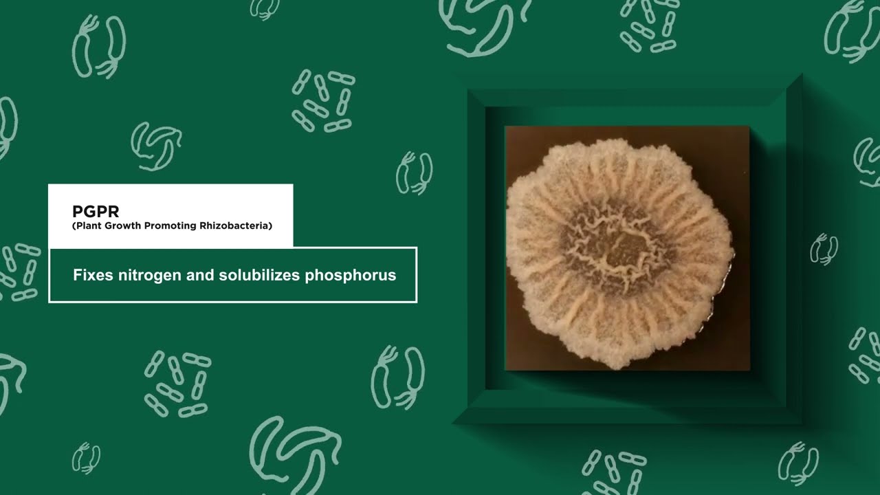 Trichoderma, mycorrhiza and PGPR