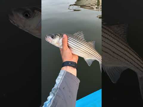 Chesapeake Bay and Mid-Atlantic Fishing Reports 6/8/2025