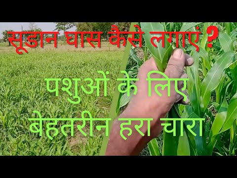 #Surgam_Sudan_Grass,#Green_fooder. #सरगम_सूडान_घास_कब_और_कैसे_लगाएं_?#गर्मियों_में_बेहतरीन_हरा_चारा