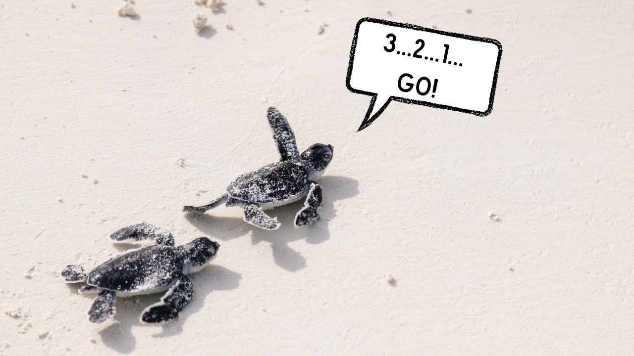 The SECRET LANGUAGE of Sea Turtles | What are they saying? 🎤🐢
