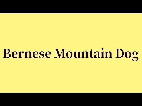 Bernese Mountain Dog Pronunciation and Meaning