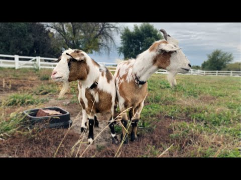 Goat names we love but won't use (for now) | Our Nigerian Pygmy goats finally get names!