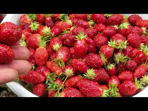 Strawberry farm experience in kenya