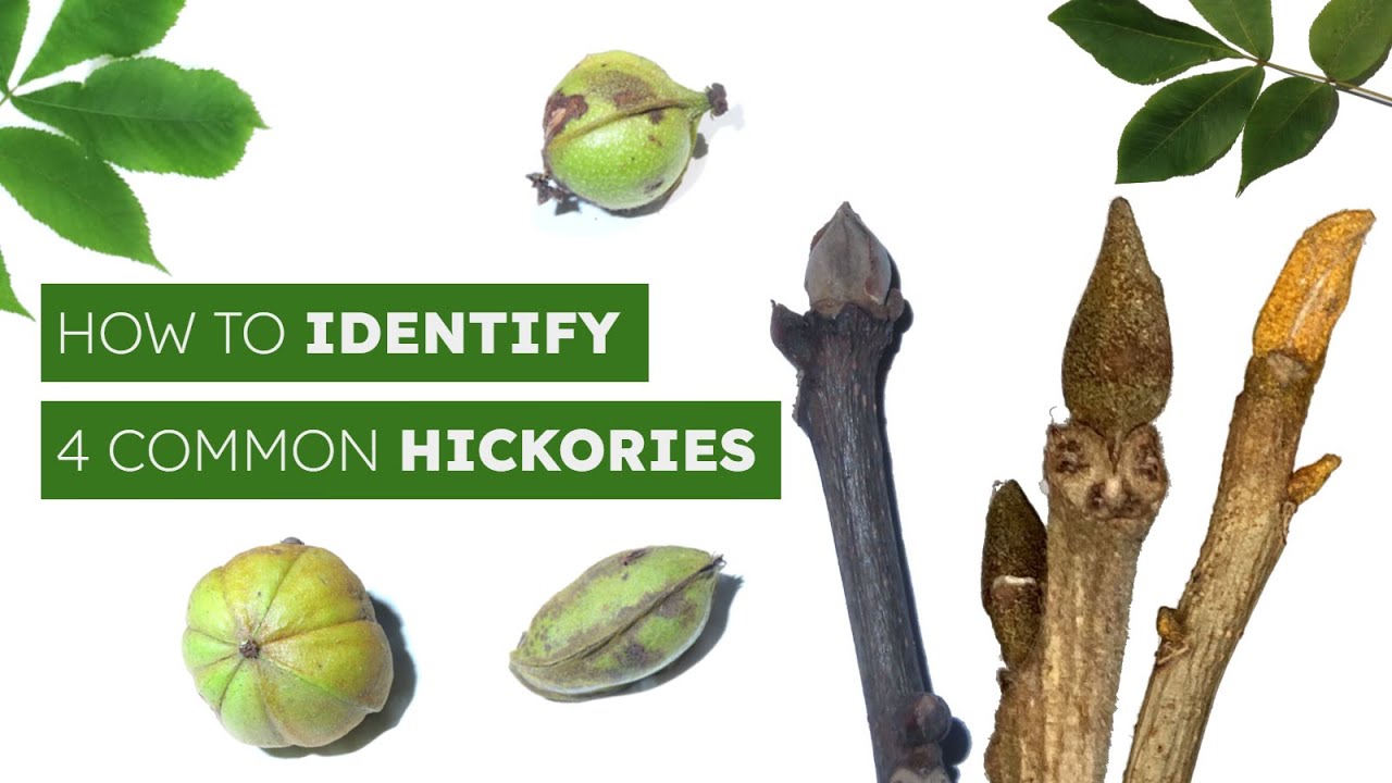 How To Identify 4 Common Hickories