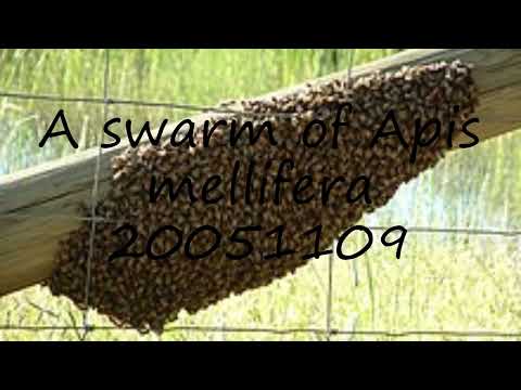 How to pronounce A swarm of Apis mellifera 20051109 in English?