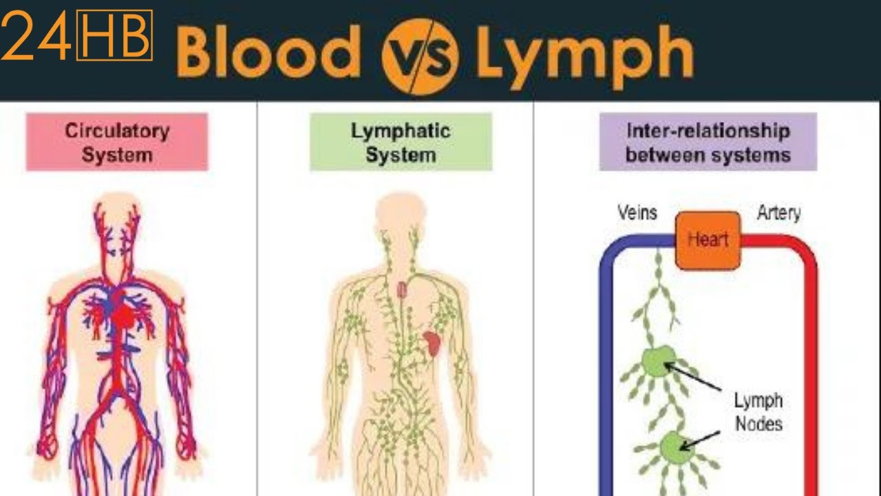 Difference Between Blood And Lymph | 24HB