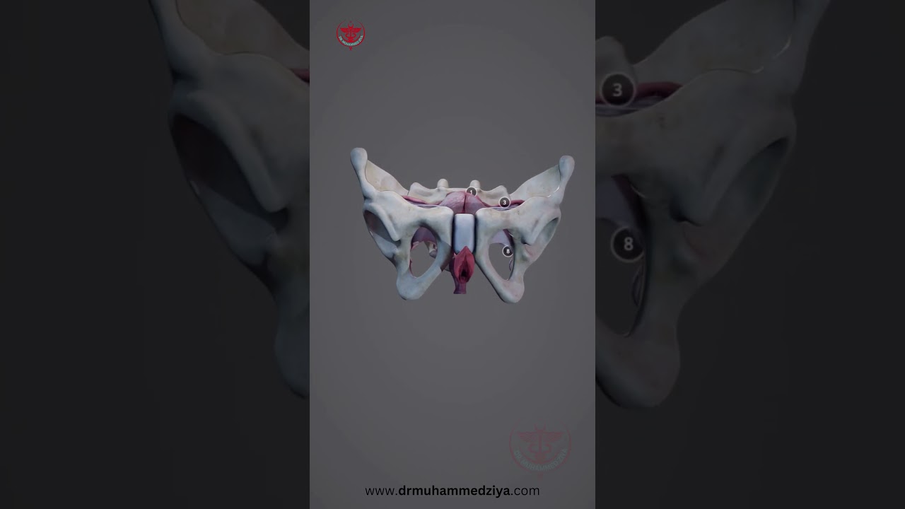 Female pelvic anatomy #pelvicanatomy #pelvic #femalepelvic #female