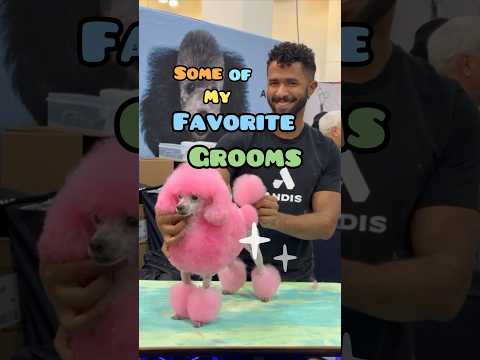 Can you pick a favorite? #cutedog #doggrooming