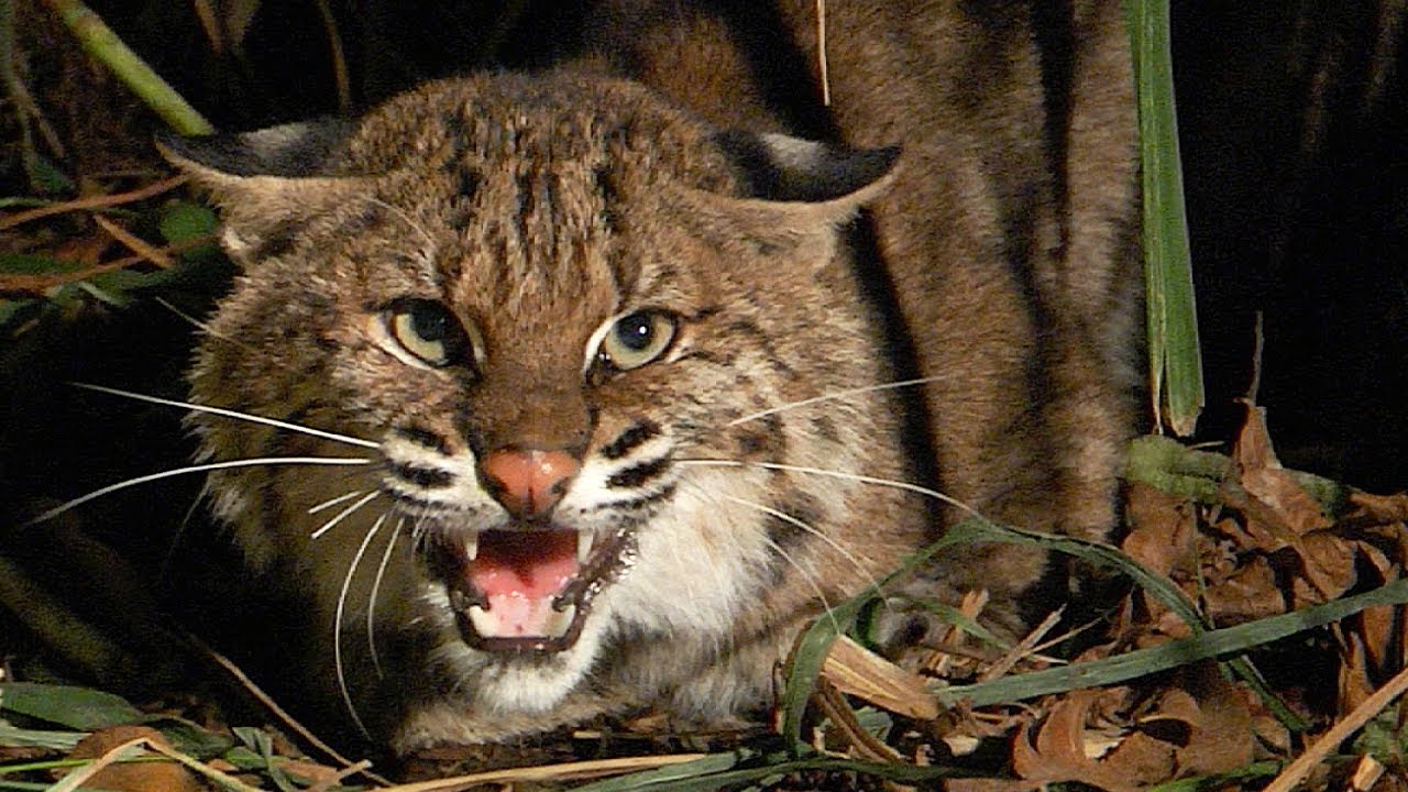Bobcat fights Python 02 - Cat Attacks Python