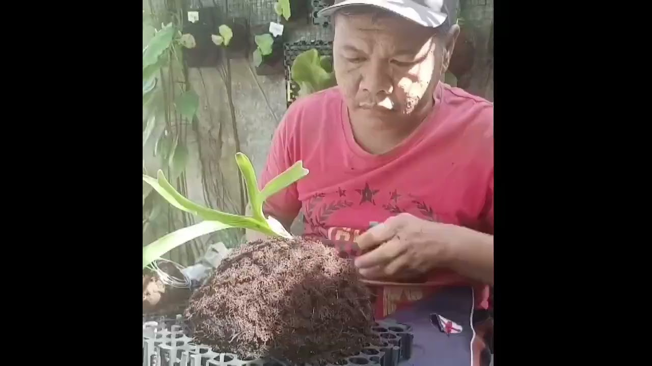 mounting platycerium vassei