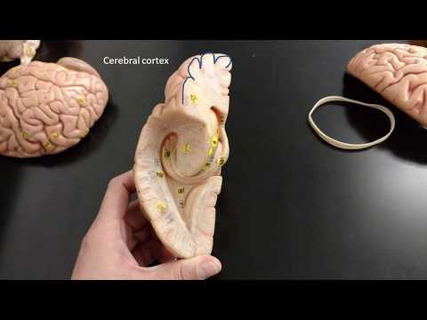 Brain anatomy