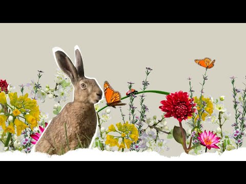 Fauna & Flora International | What is biodiversity?
