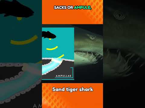 Sand Tiger Shark #shorts #nature