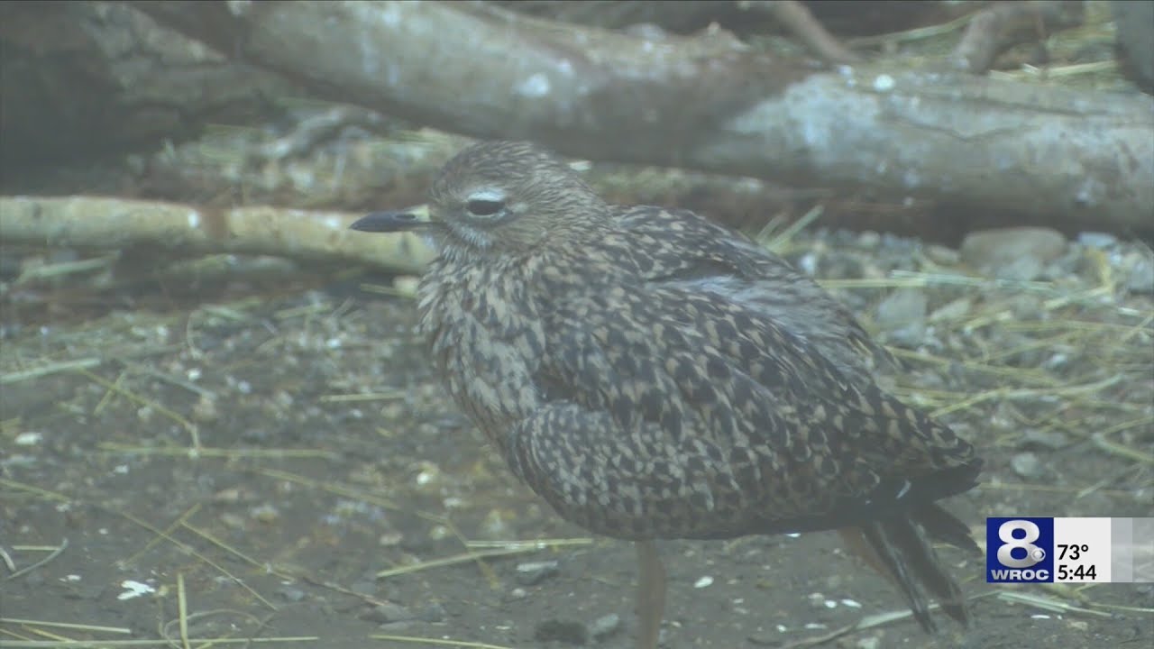 How radar helps with tracking bird migration