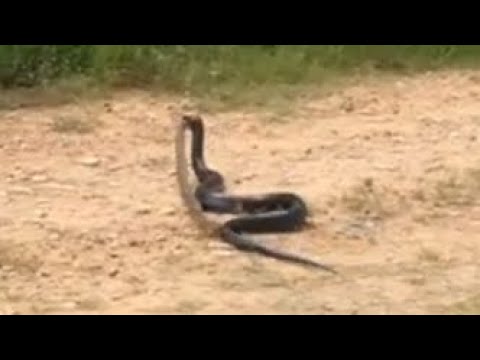 Blue indigo vs rattlesnake. Uvalde, TX. Garwood Kincaid Ranch