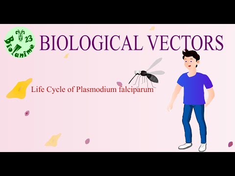 BIOLOGICAL VECTORS | MALARIA