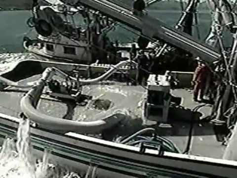 Fish Pump - SILKSTREAM 1005 - Wild Salmon live transfer (salmon ranching)-Chignick, AK., USA