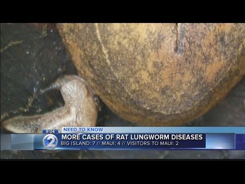 13 rat lungworm cases confirmed in Hawaii, surpassing last year's total